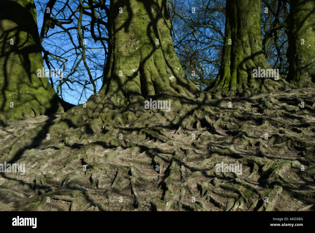 Old grow tangle beech winter permanent england beeches hi-res stock ...