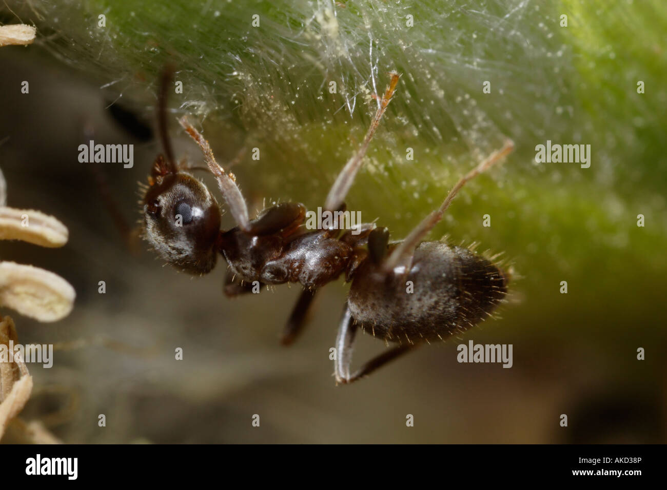Red Garden Ant High Resolution Stock Photography and Images - Alamy