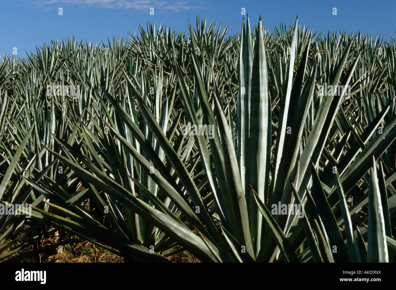 Sisal Plantation Stock Photos & Sisal Plantation Stock Images - Alamy