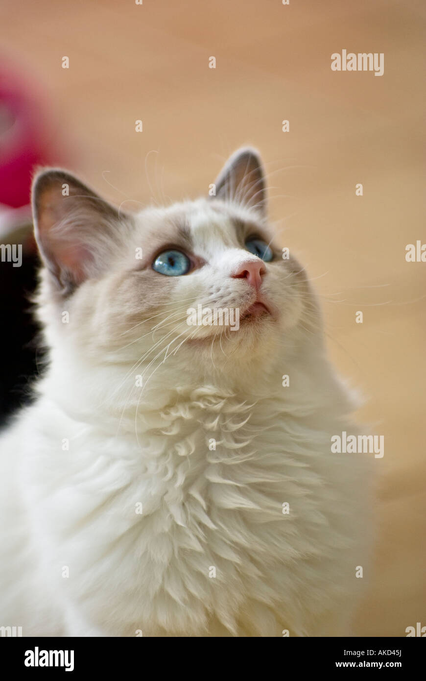 A young male blue bicolour Ragdoll cat kitten in England UK EU Stock ...