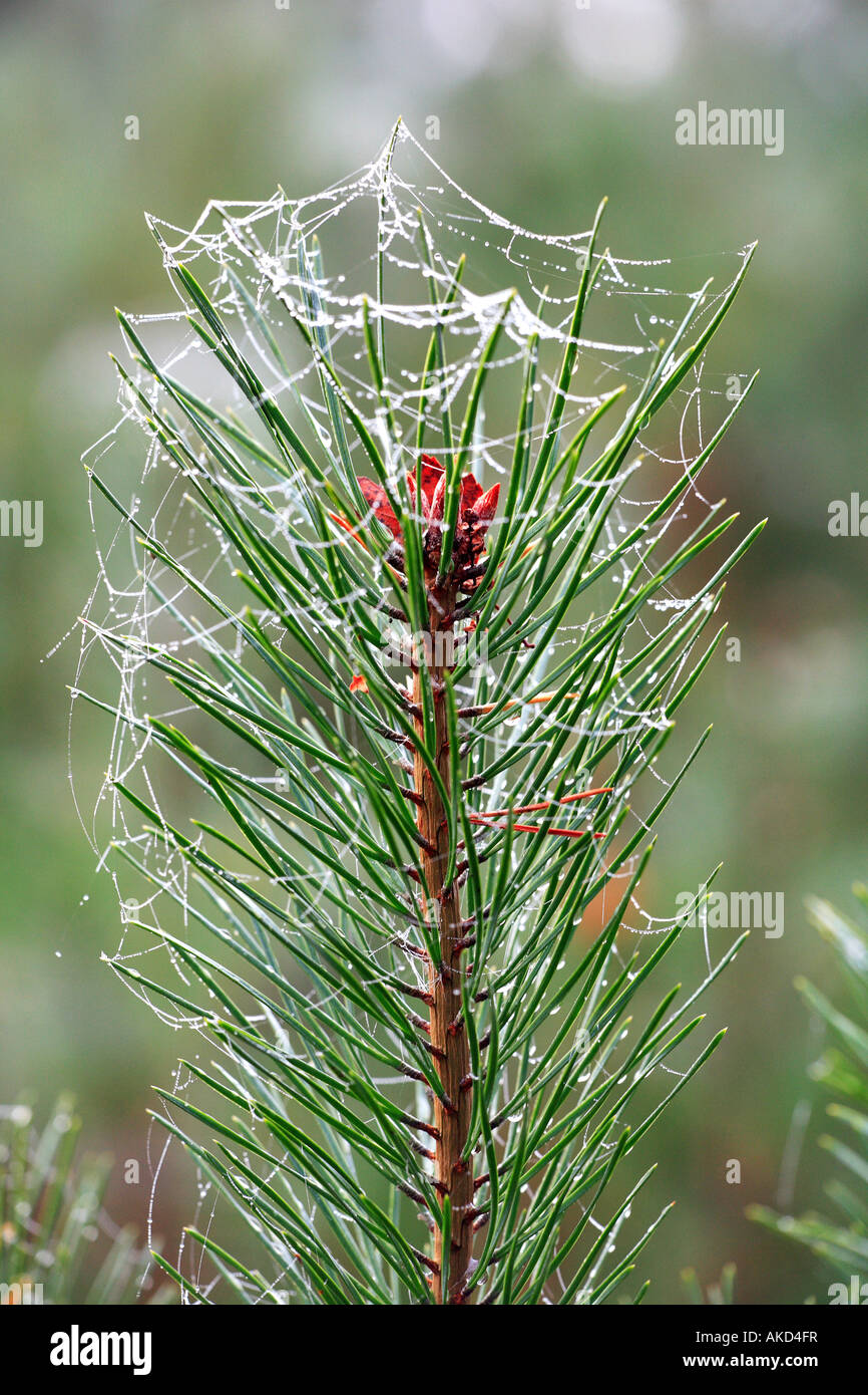 Pinus sylvestris pine tree in cobweb Stock Photo - Alamy