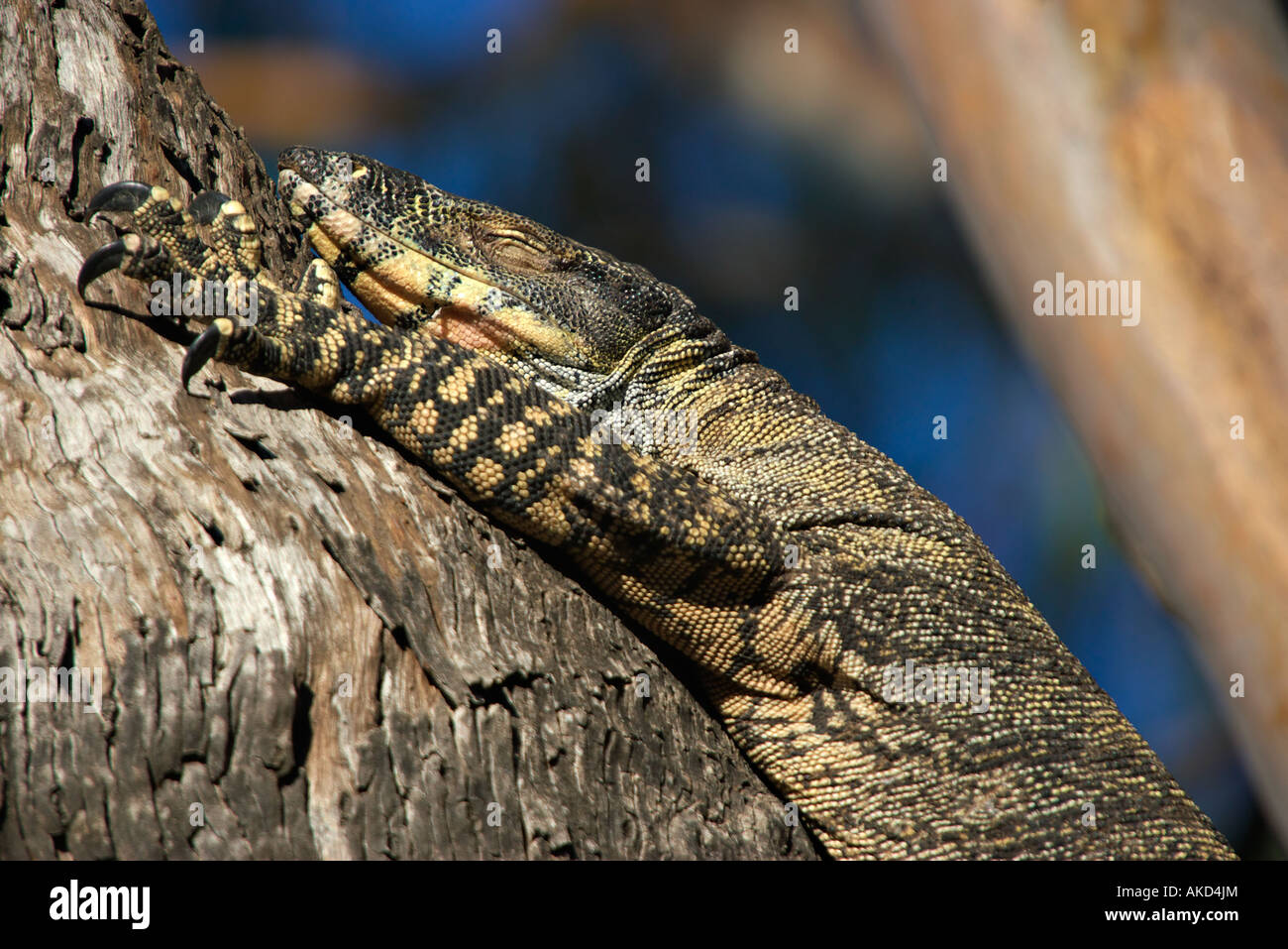 a big lace monitor goanna lizard lays in a tree with its eyes shut ...