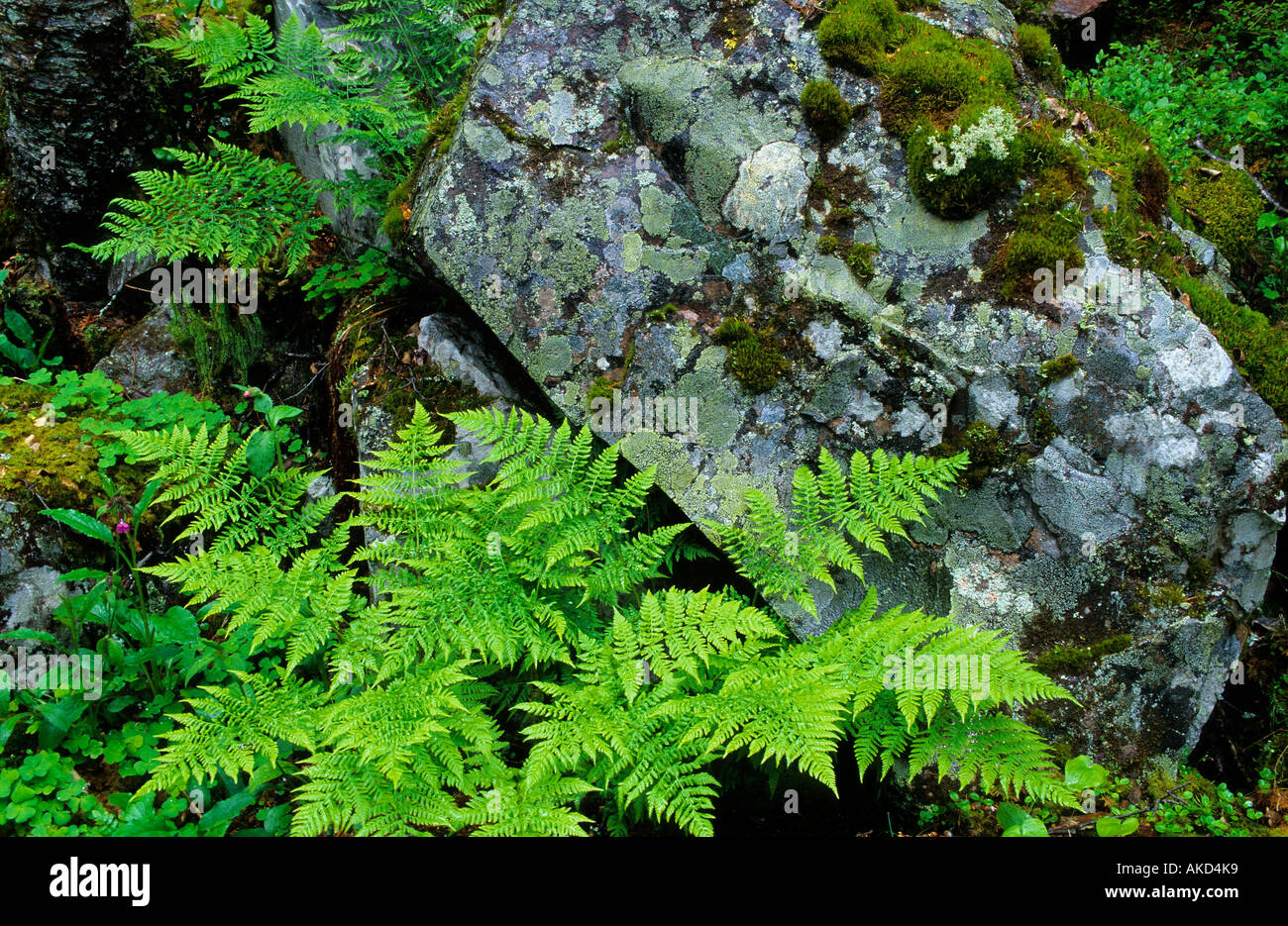 Swedish ferns hi-res stock photography and images - Alamy