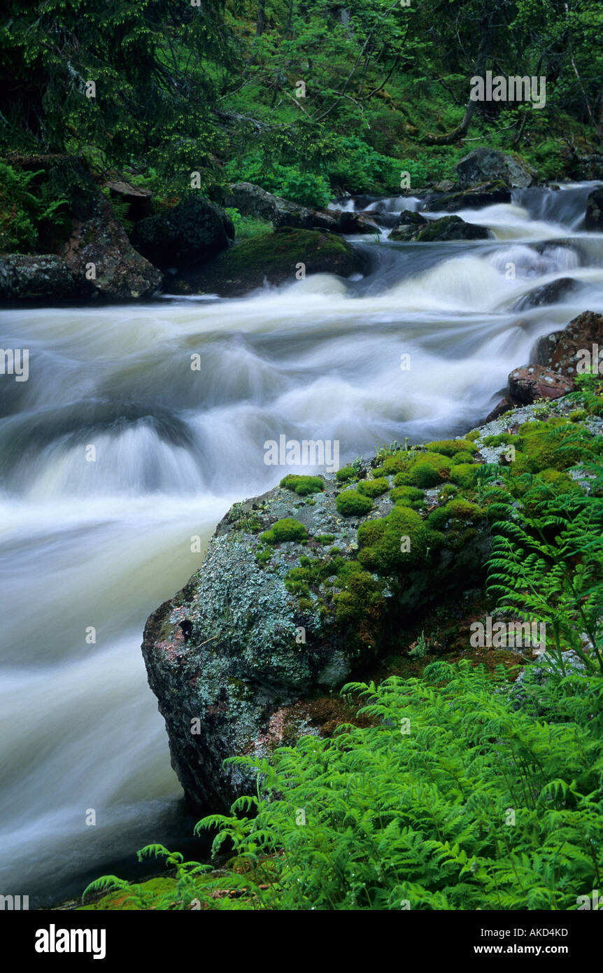 River creak stream in forest hi-res stock photography and images - Alamy