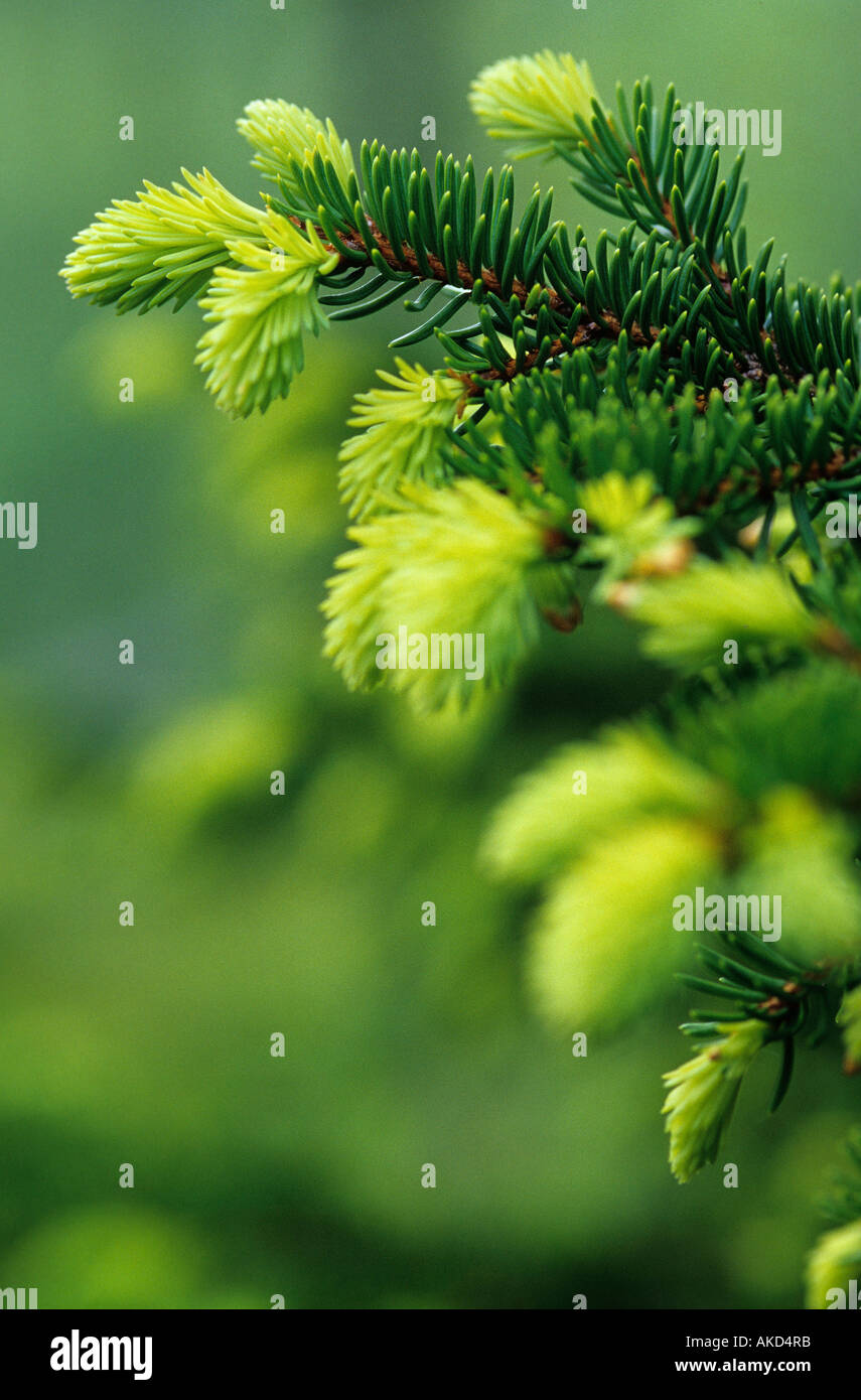Fresh sprouts of fir Stock Photo - Alamy