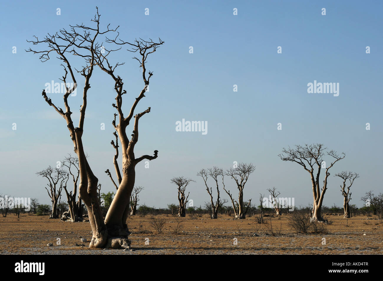 Moringa trees moringa ovalifolia in Sproukieswood or the Haunted Forest ...