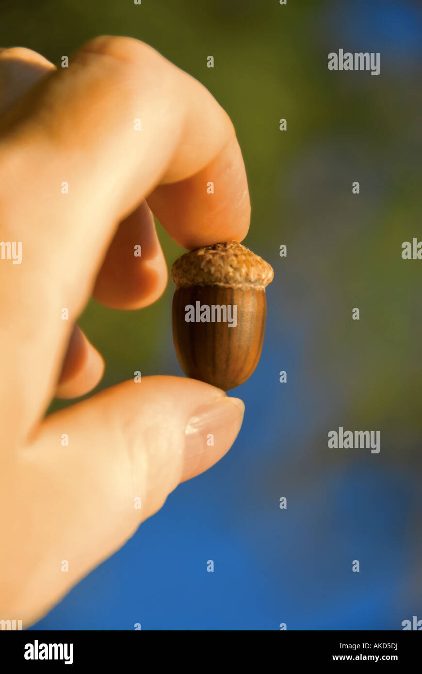 Acorn held by hand Stock Photo - Alamy
