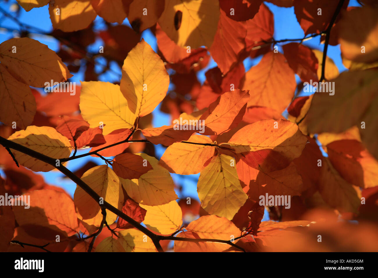 Vibrant yellow, orange, red, copper colour foliage of European beech or ...
