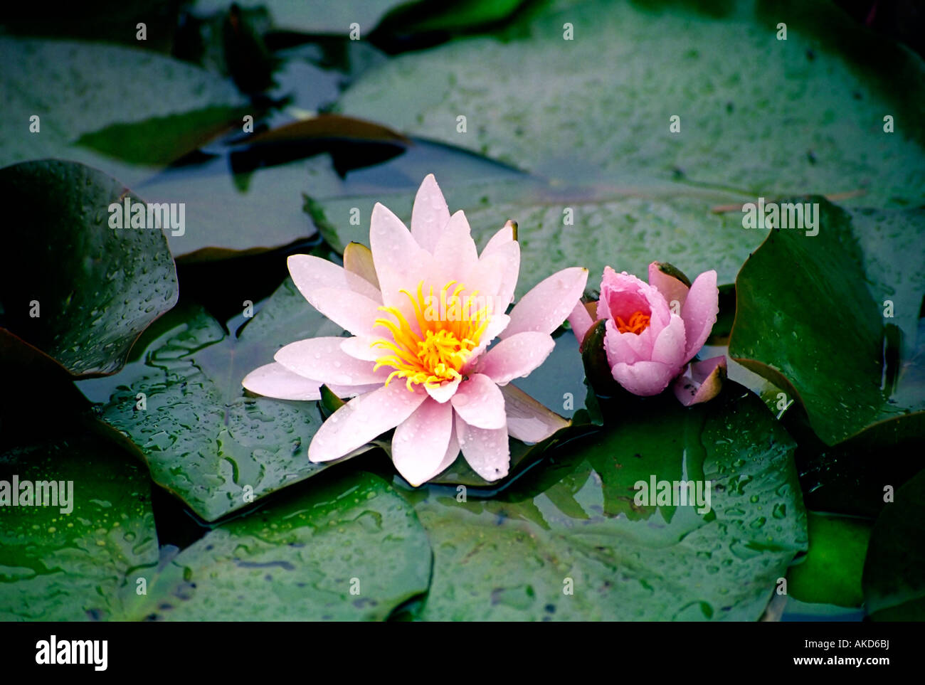 Pink Water Lily Stock Photo - Alamy