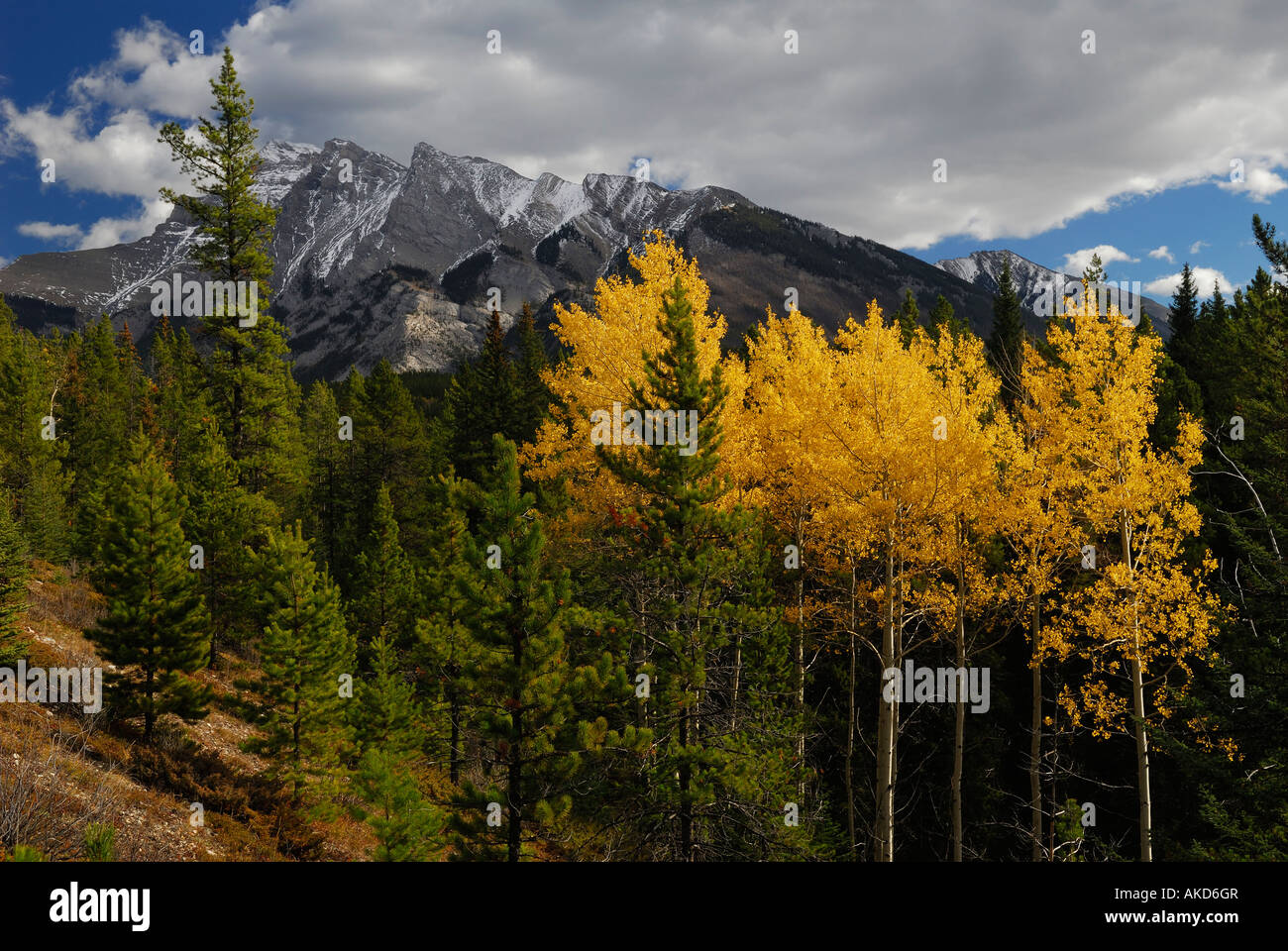 Stand of yellow Aspen trees in the Fall on a hillside near Lake ...