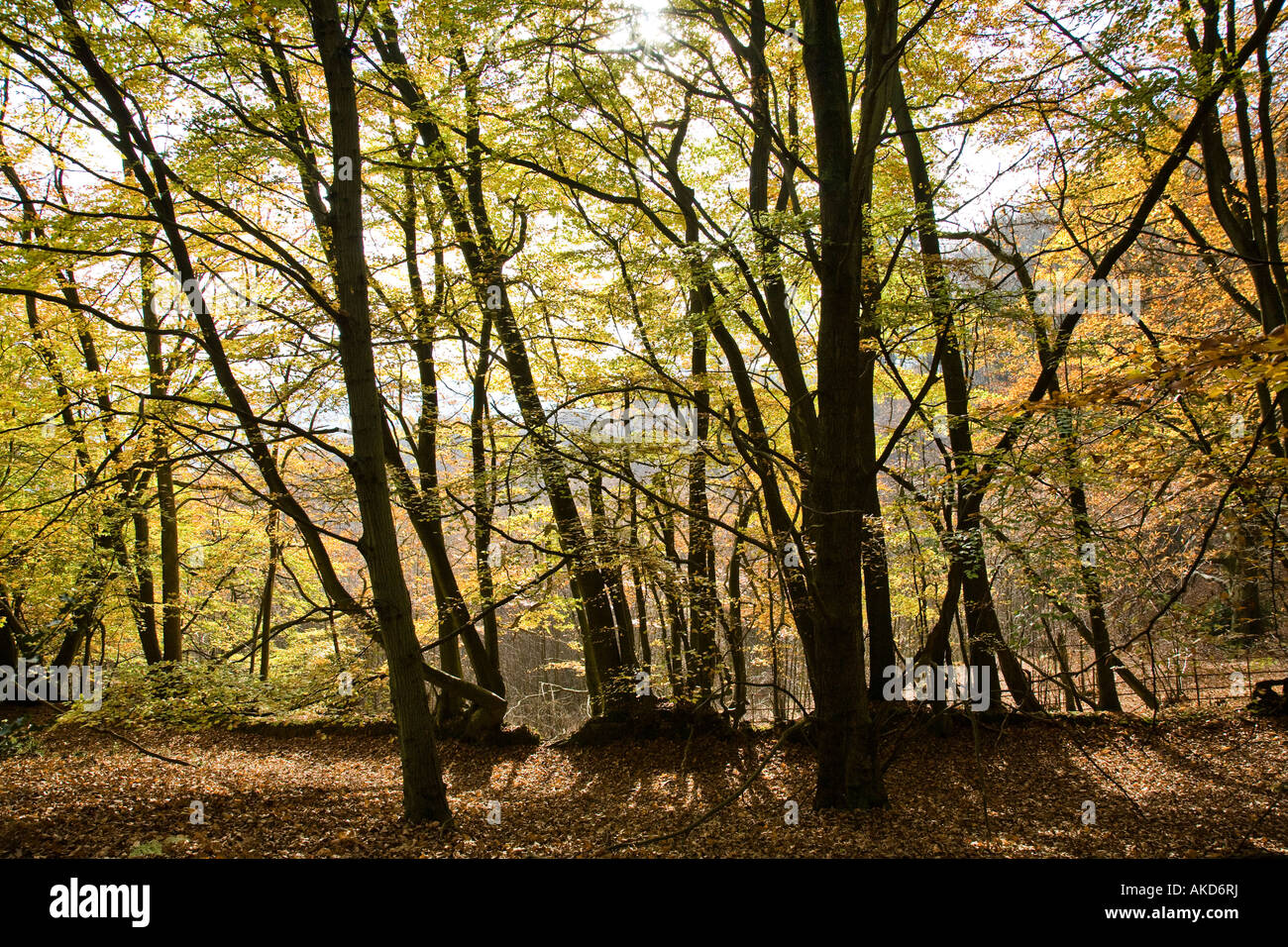 Beech trees in autumn colour, Surrey, England Stock Photo - Alamy