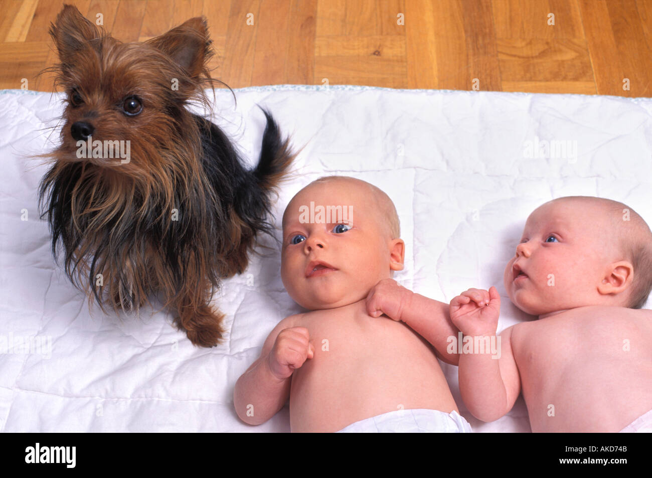 TWIN BABIES AND THEIR GUARDIAN DOG Stock Photo - Alamy