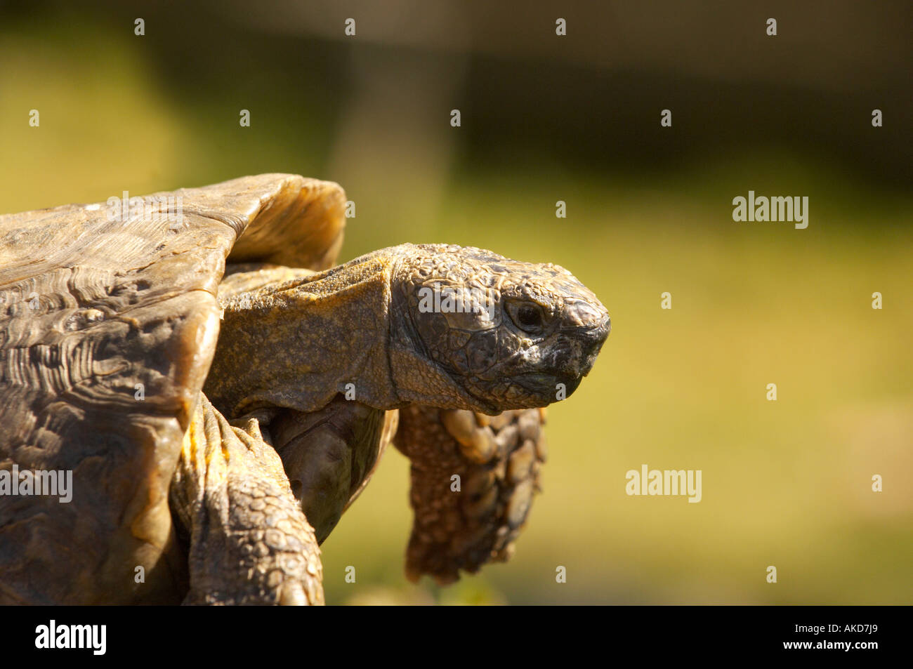 Tortoise - close-up of the side of its head Stock Photo - Alamy