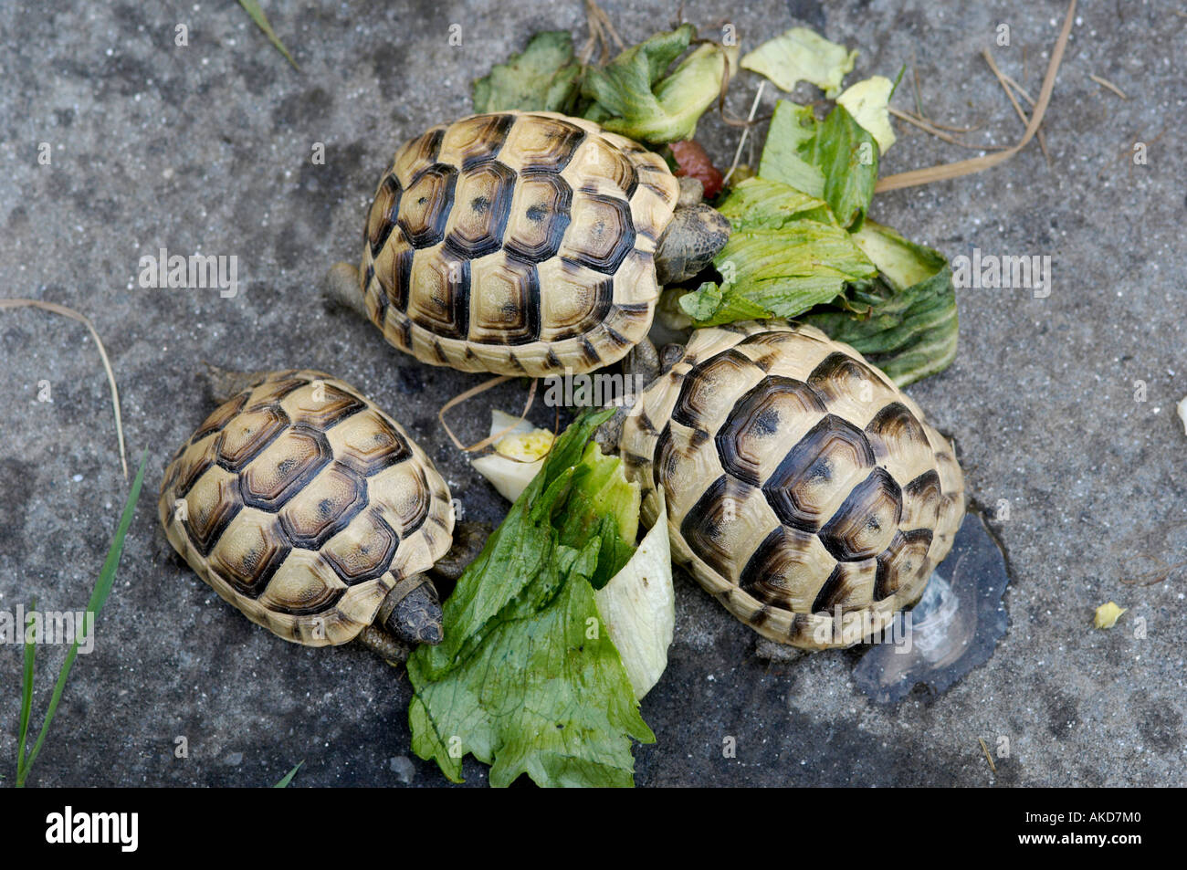 Tortoise eating leaves hi-res stock photography and images - Alamy