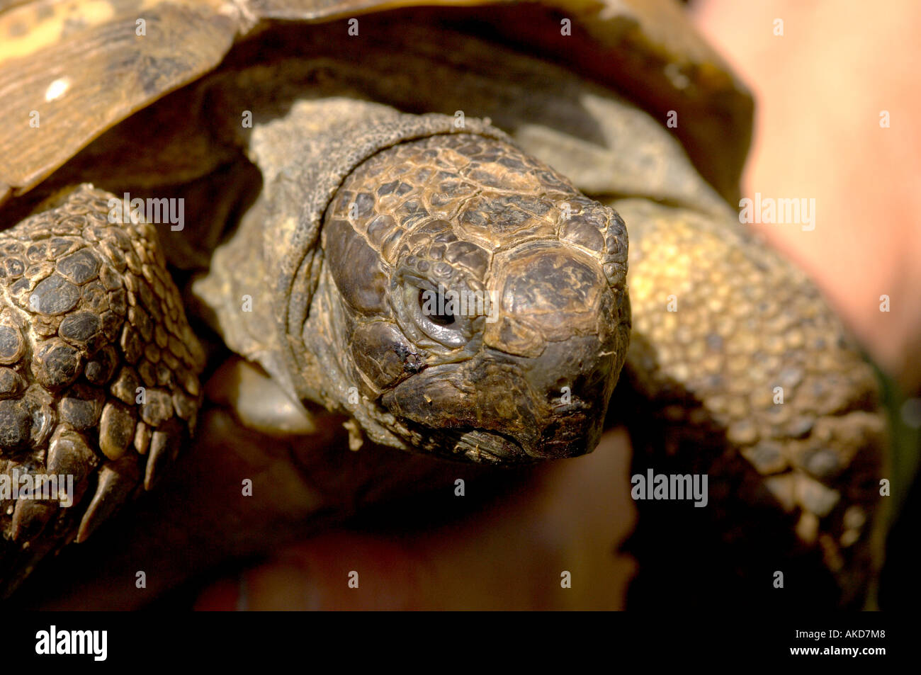Close-up of a Tortoise's head Stock Photo - Alamy