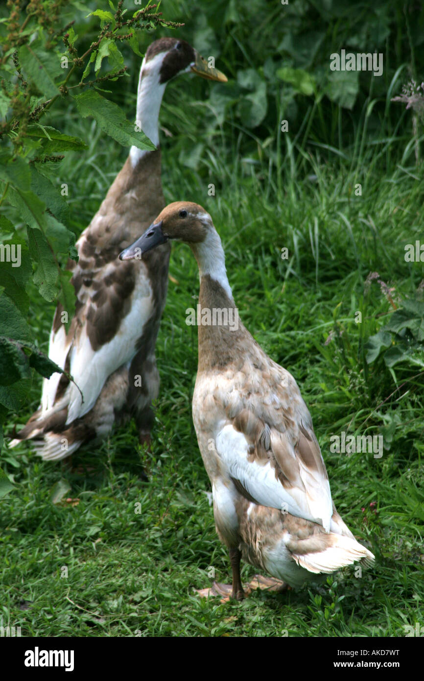 Two geese on a farm Stock Photo - Alamy