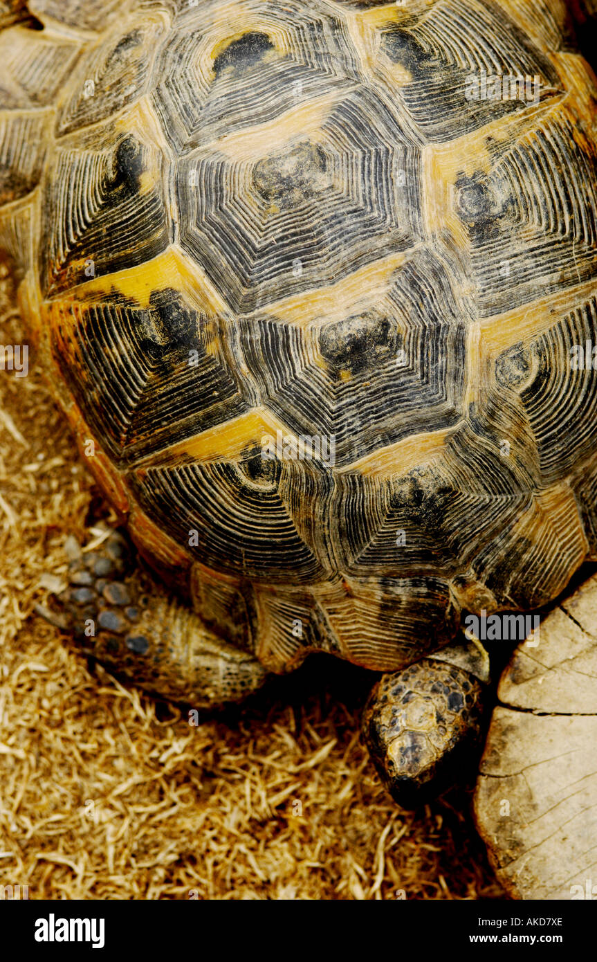 Tortoise pattern hi-res stock photography and images - Alamy