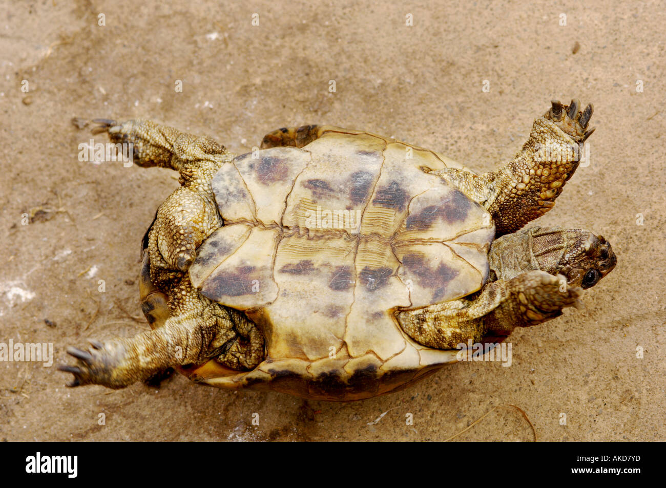 Tortoise on back unable to right itself Stock Photo, Royalty Free Image ...