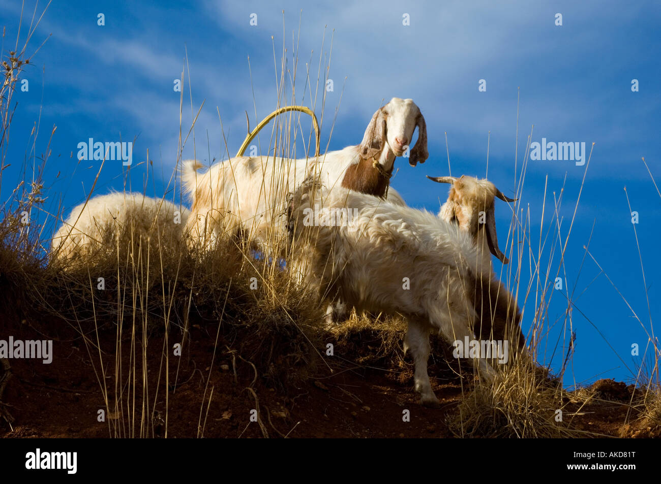 Shepherd with a flock of sheep in Lebanon Middle East Stock Photo - Alamy
