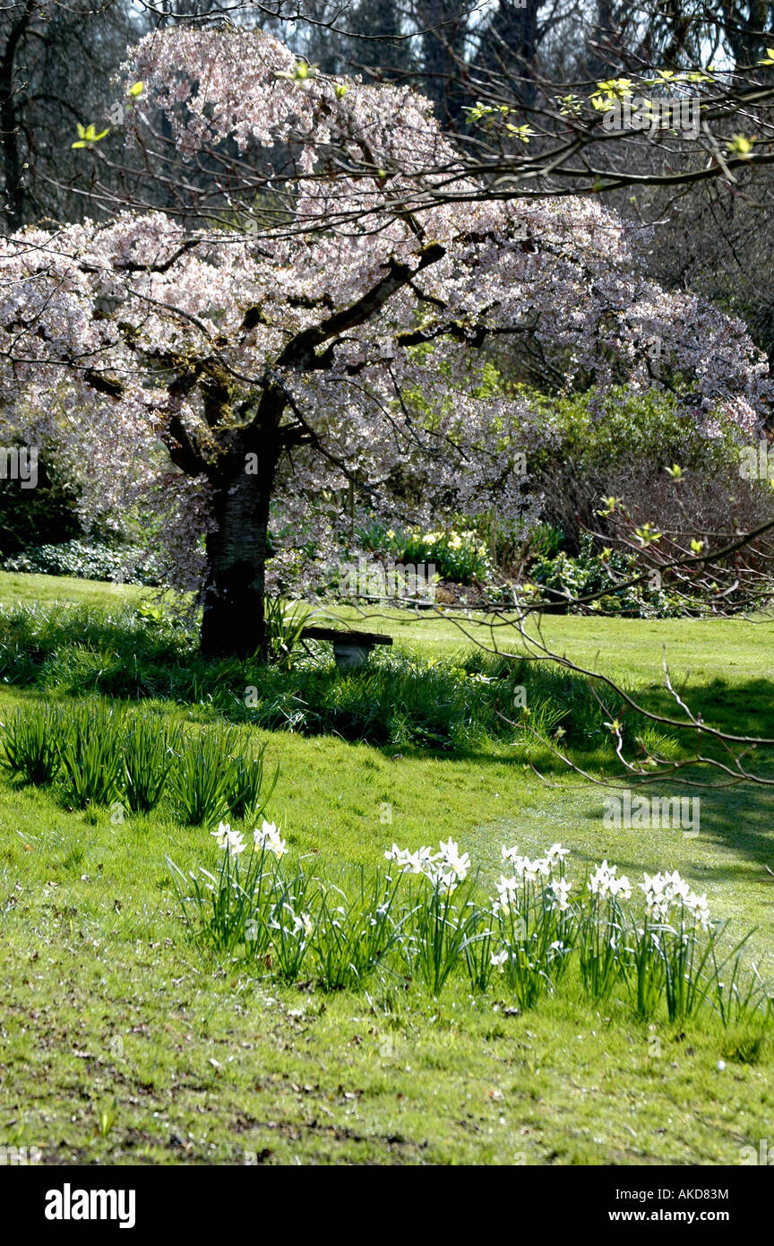 Pear tree with white blossom in Spring country garden with white ...