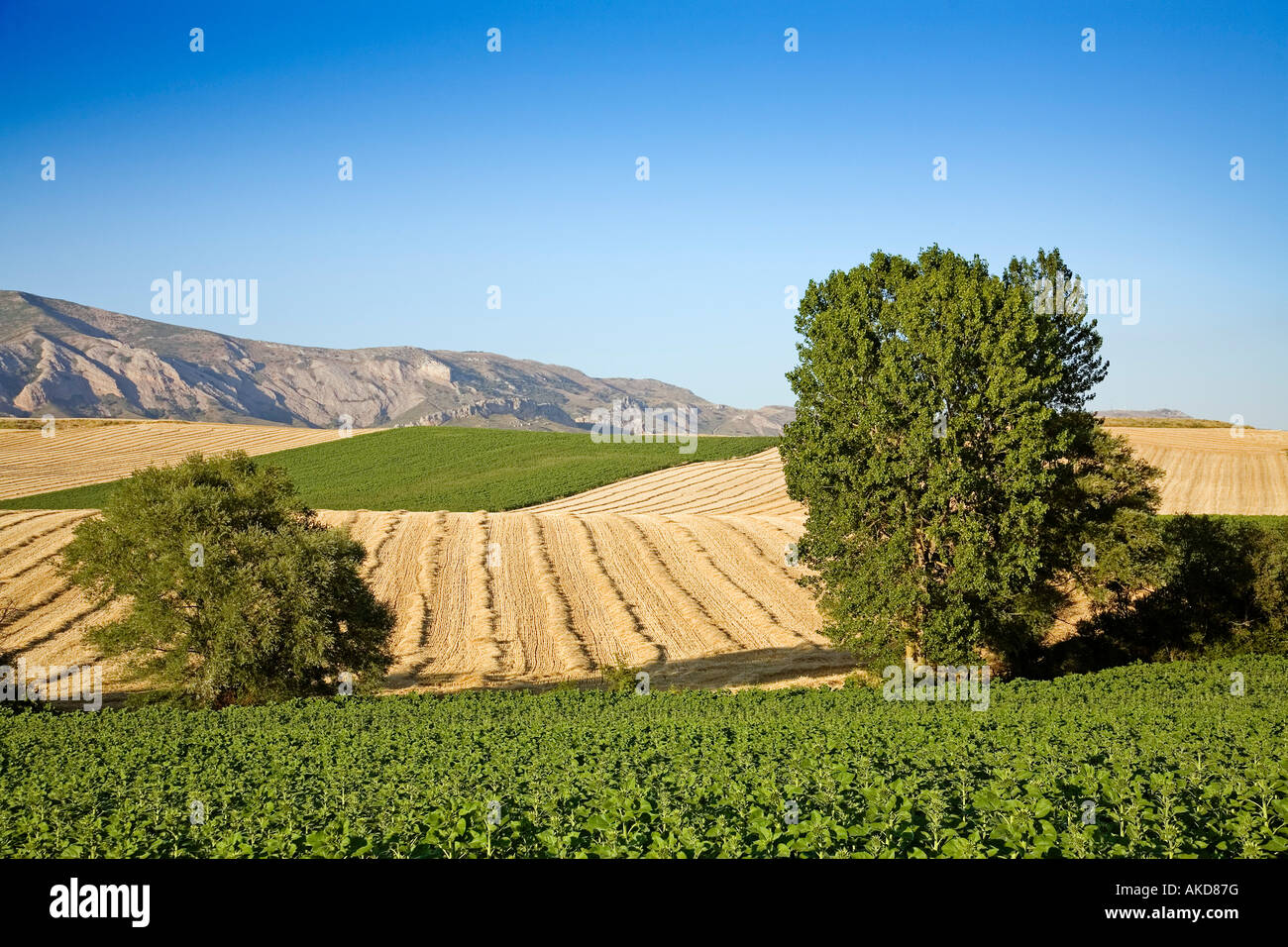 fields of sunflowers and grain in the region of bureba burgos castilla ...