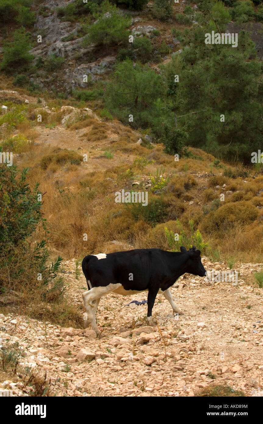 High angle view of a cow in nature Stock Photo - Alamy