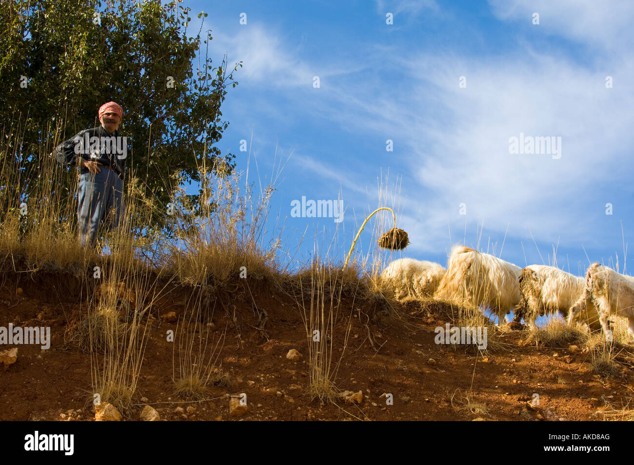Shepherd with a flock of sheep in Lebanon Middle East Stock Photo - Alamy