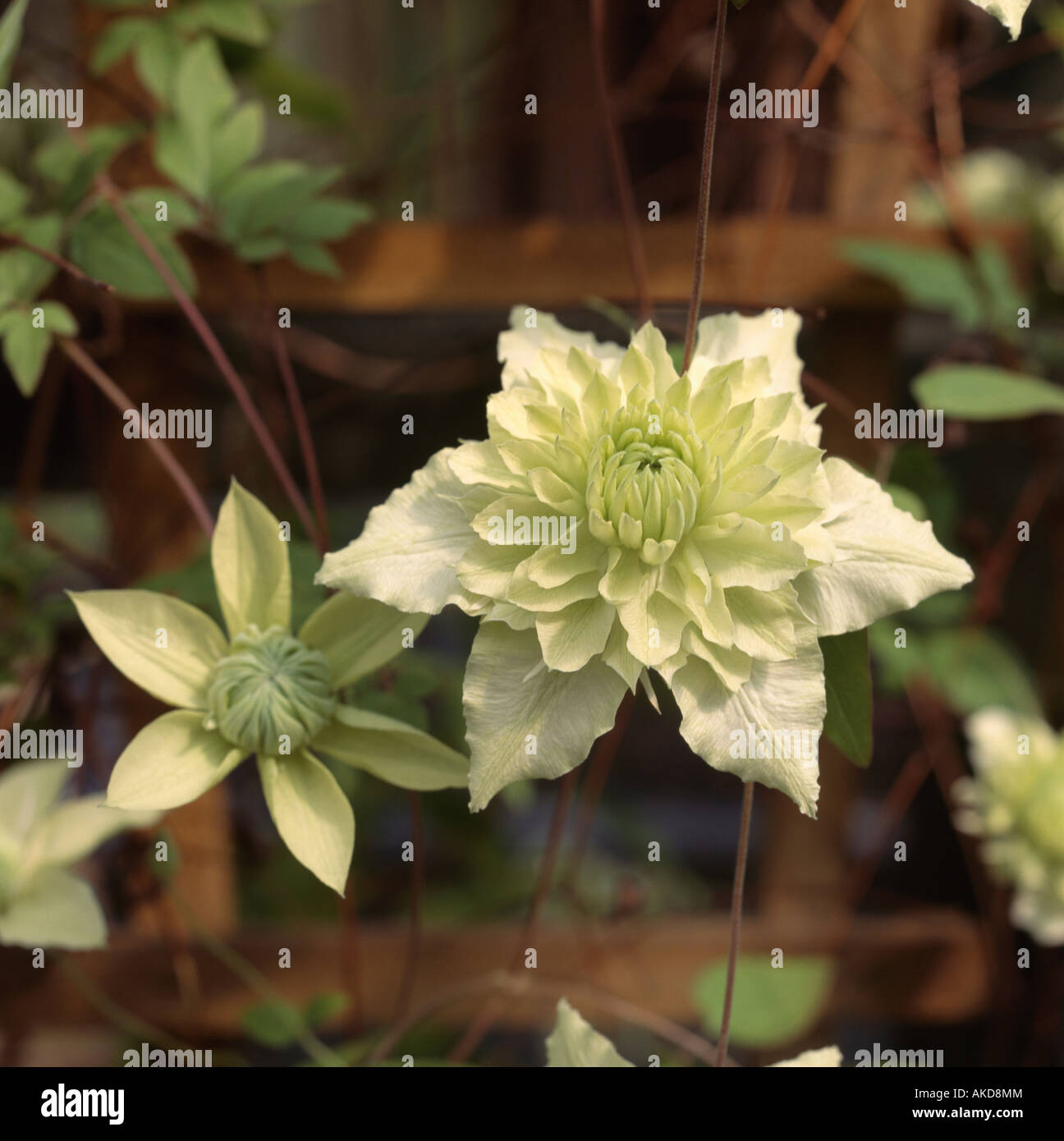 Double clematis flower hi-res stock photography and images - Alamy