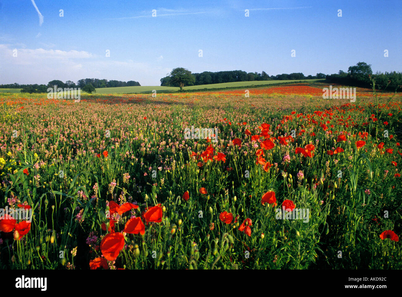 Poppyfield hi-res stock photography and images - Alamy