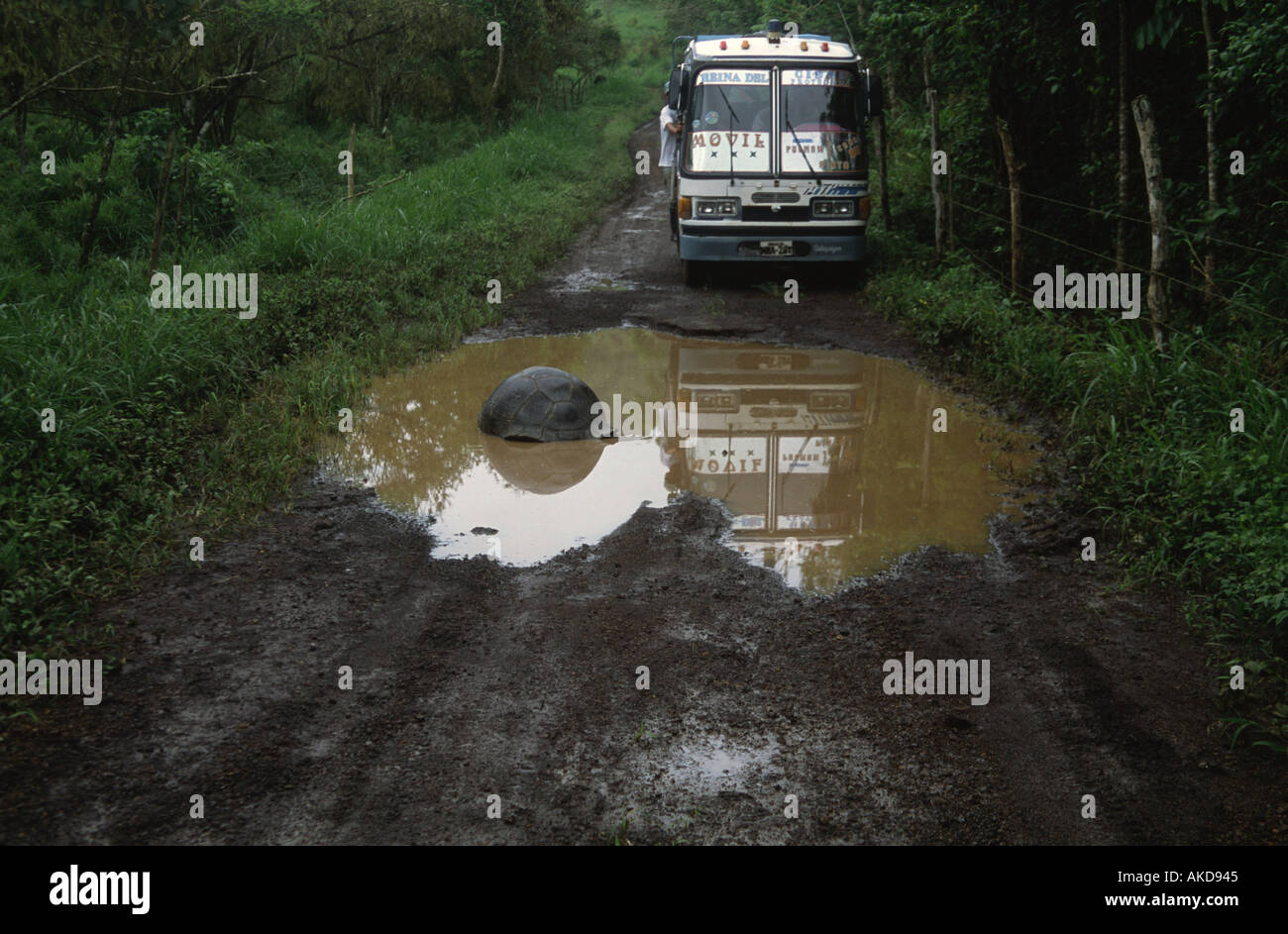 Bus avoiding wild giant tortoise in puddle Galapagos Islands Ecuador ...