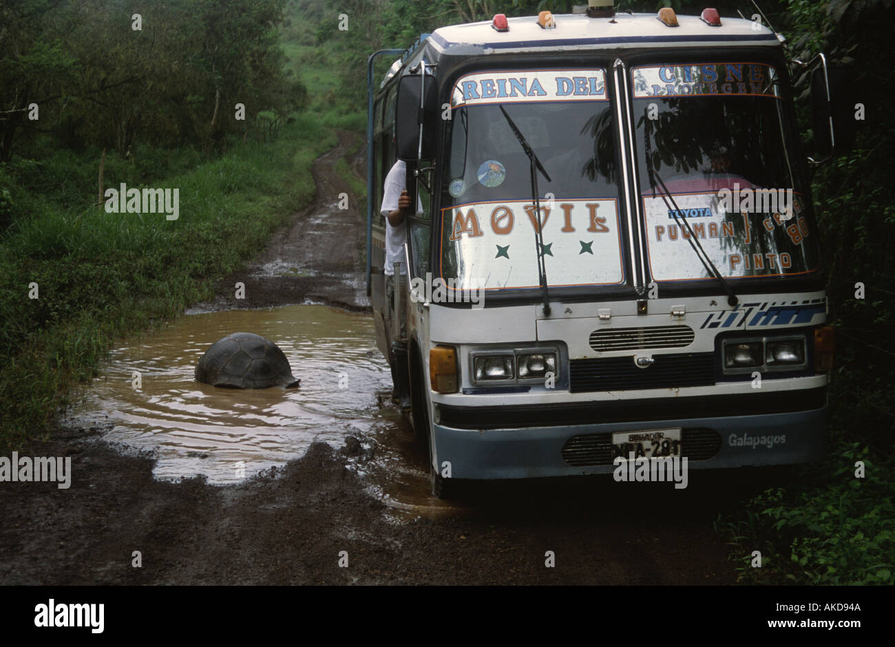 Bus avoiding wild giant tortoise in puddle Galapagos Islands Ecuador ...