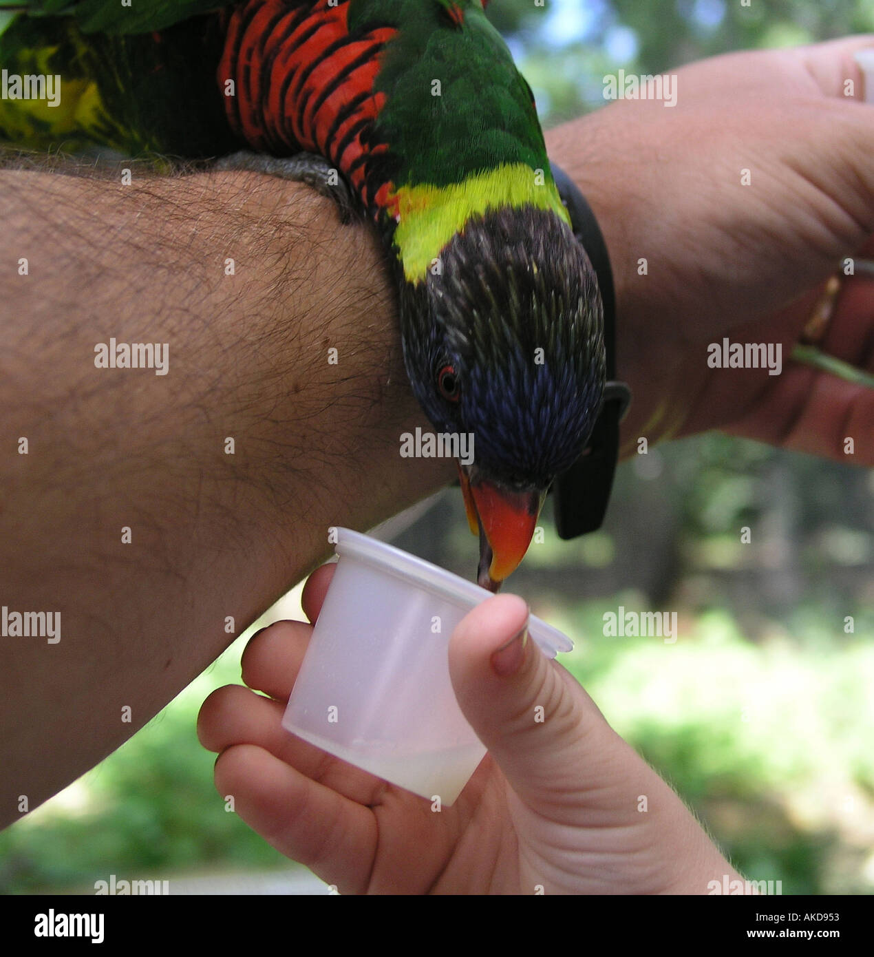 Boy feed pet bird hi-res stock photography and images - Alamy