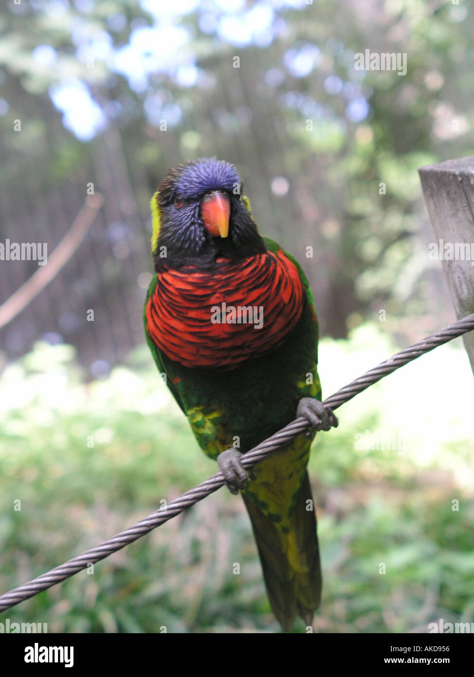 COLORFUL BIRD ON A WIRE Stock Photo - Alamy