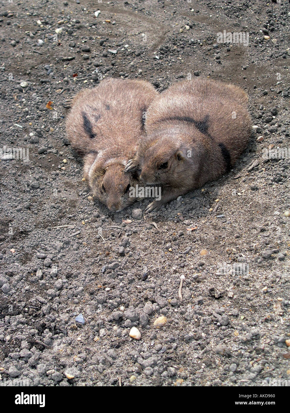 Prarie dogs hi-res stock photography and images - Alamy