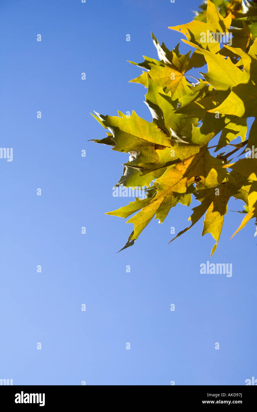 Bright platanus tree leaves backlit at sunset in Autumn Stock Photo - Alamy