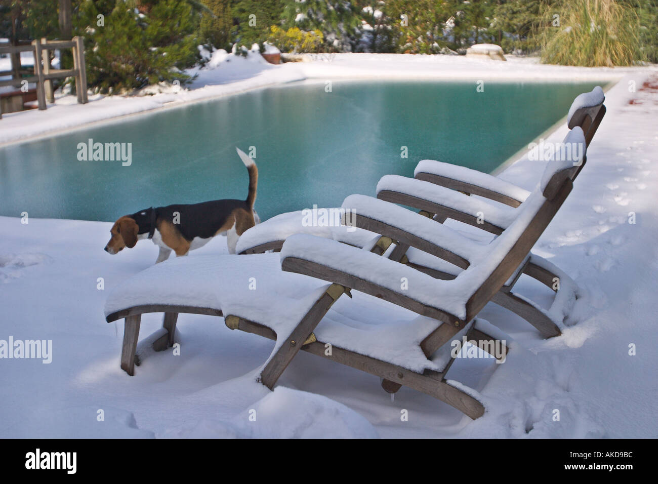 Snow covered lawn chairs by swimming pool and a beagle Stock Photo - Alamy