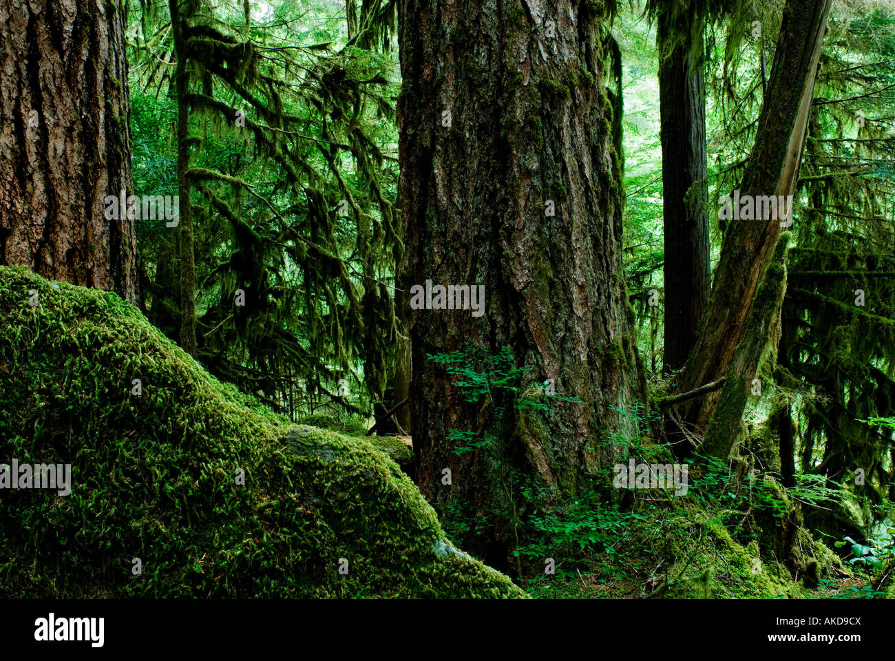 Moss covered trees in rainforest Stock Photo - Alamy
