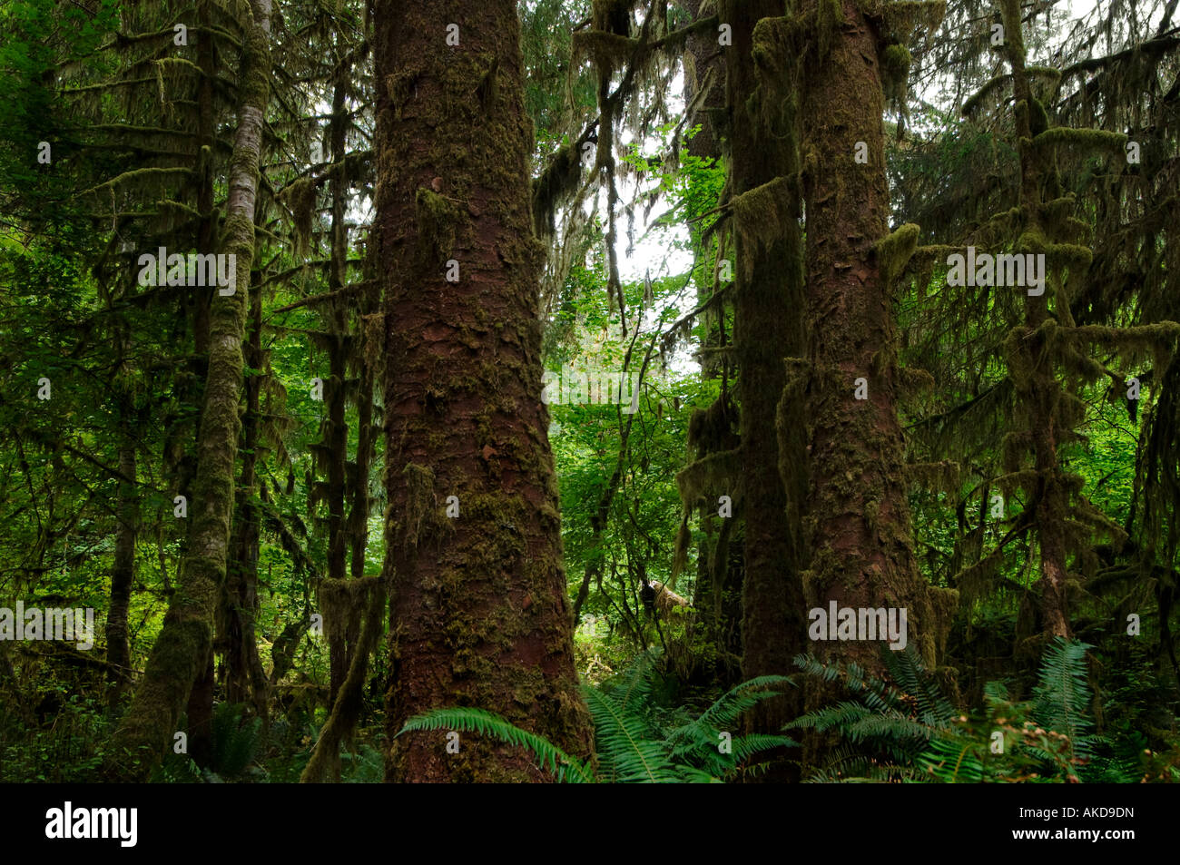 Rainforest Landscape and Tree Trunks Stock Photo - Alamy