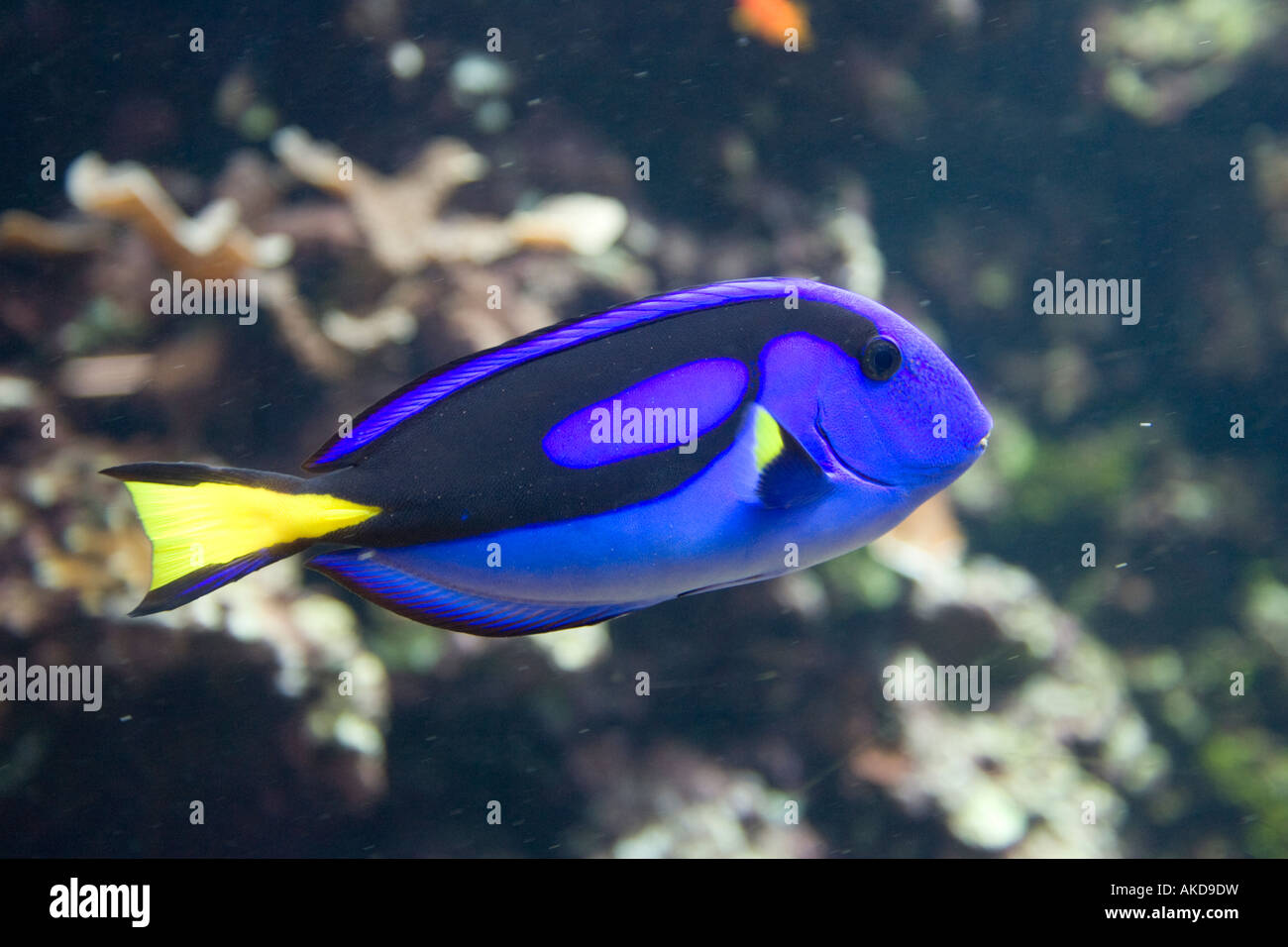 Paracanthus hi-res stock photography and images - Alamy