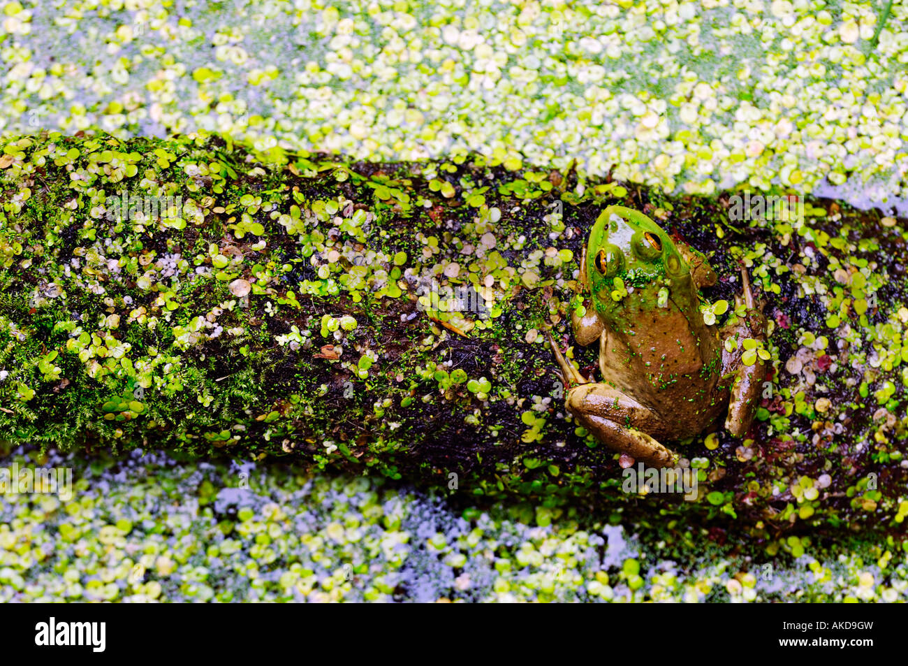 Frog on log Stock Photo - Alamy
