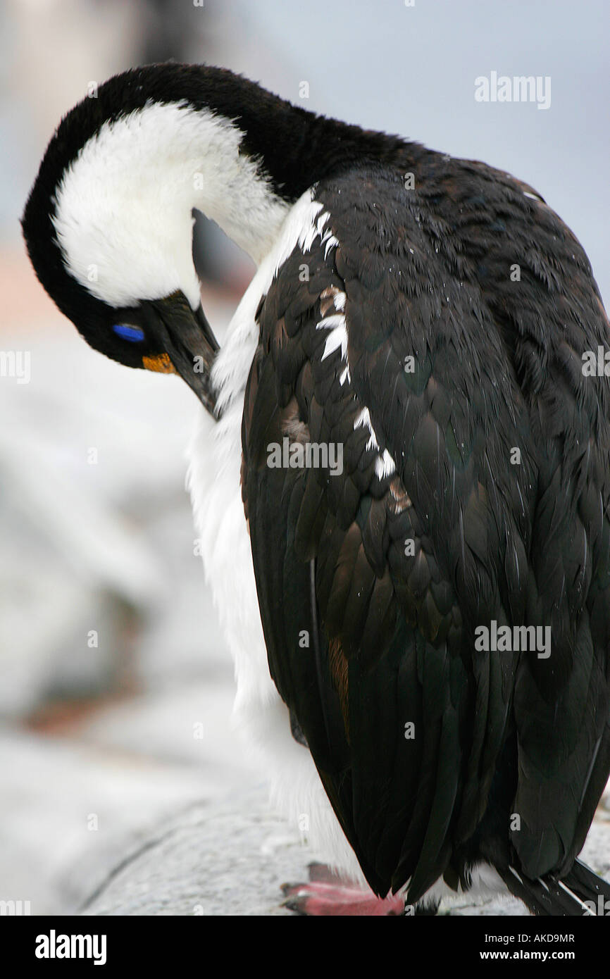 Blue Eyed Shag, Petermann Island, Antarctica Stock Photo - Alamy