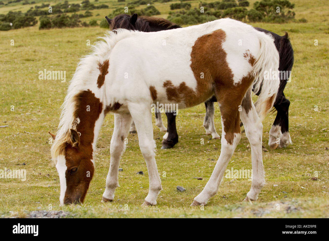 Brown and white patches hi-res stock photography and images - Alamy