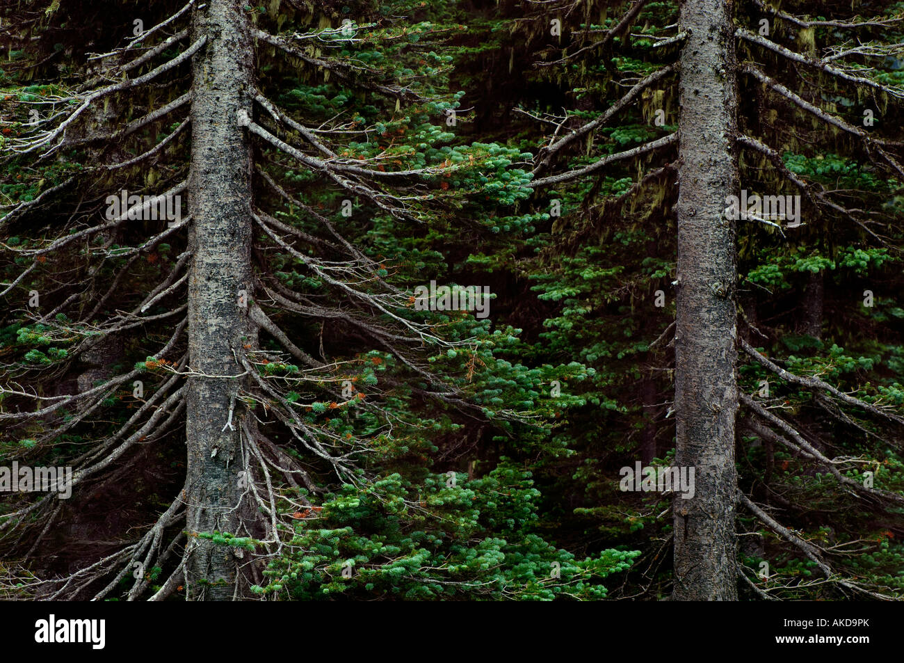 Two pine trees Stock Photo - Alamy