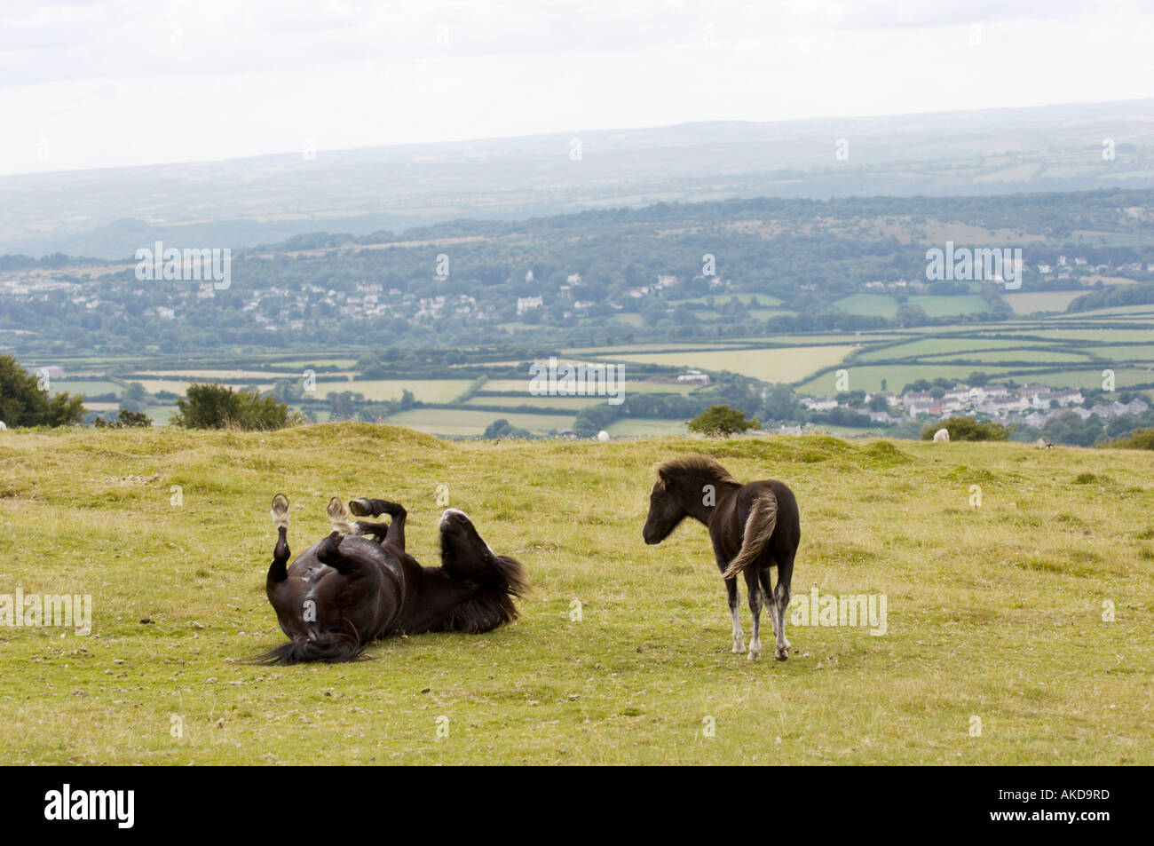 Dartmoor pony mare contentedly rolling on her back as her foal looks on ...