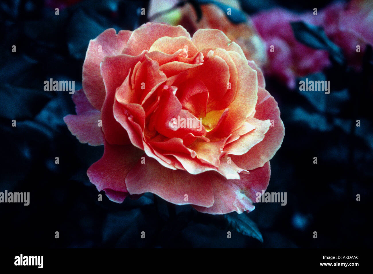 Rose of tralee hi-res stock photography and images - Alamy