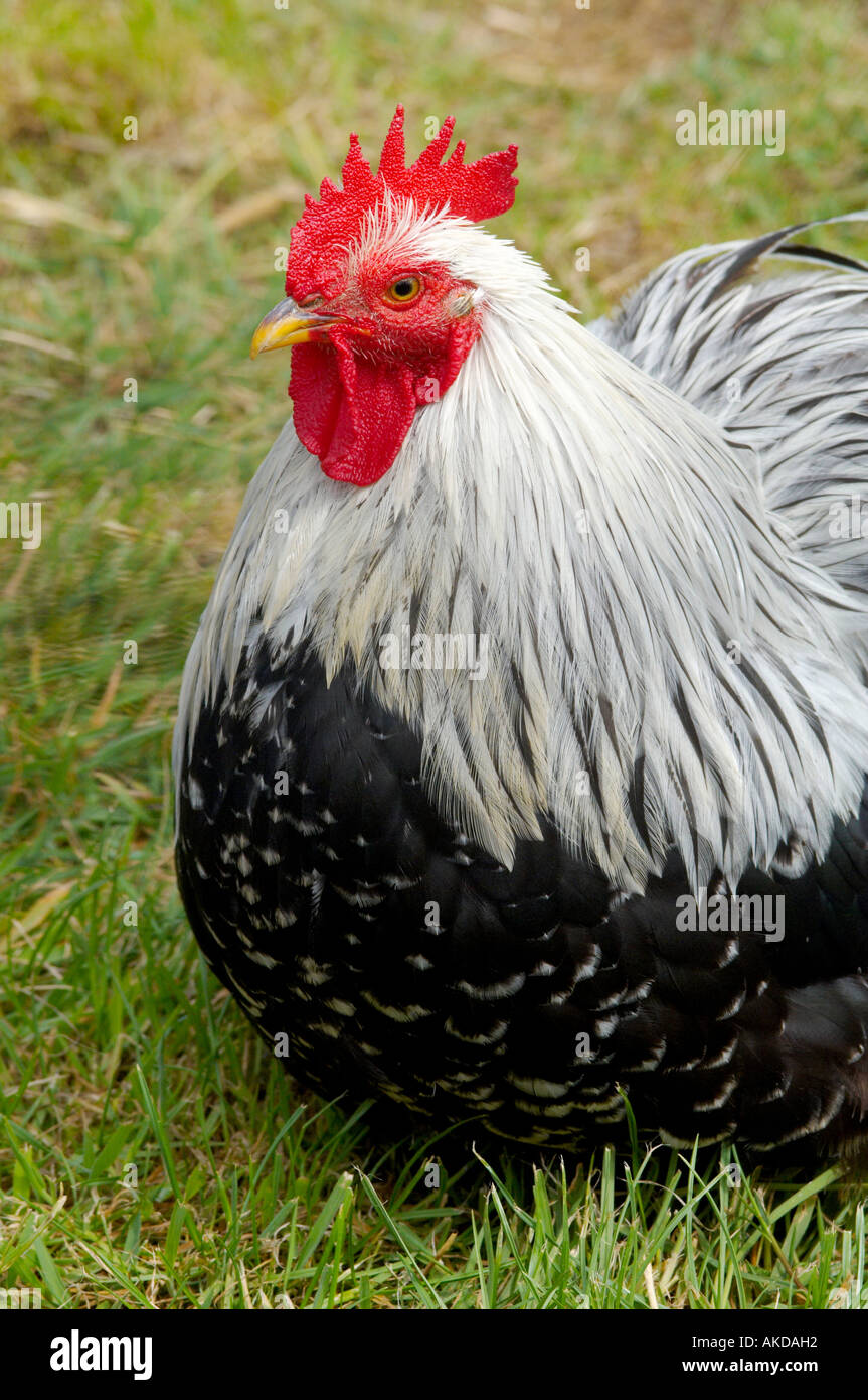 Silver sussex hi-res stock photography and images - Alamy