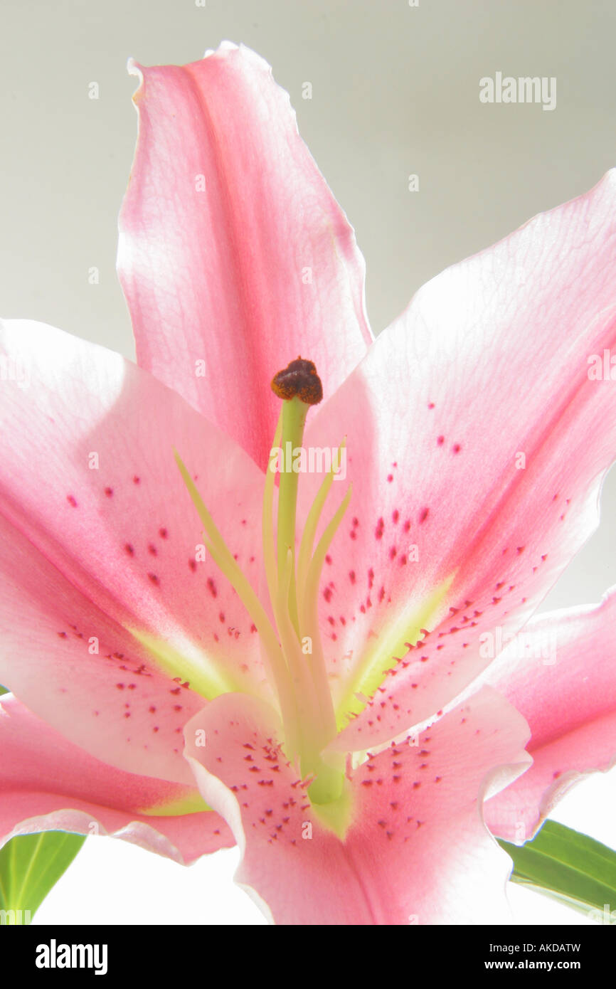 Lilly blooms hi-res stock photography and images - Alamy