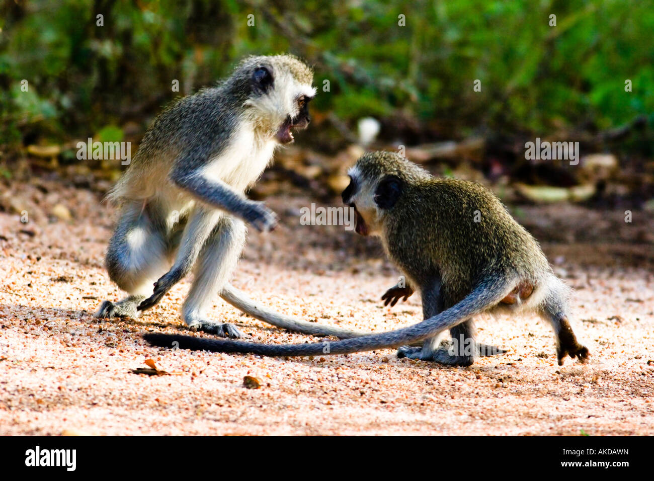 Two male vervet monkeys fighting Stock Photo - Alamy