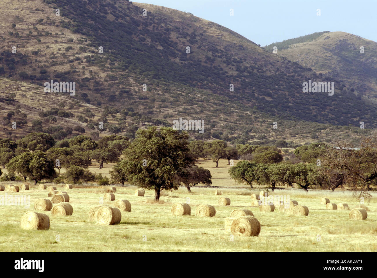 Typical spanish farmlands hi-res stock photography and images - Alamy