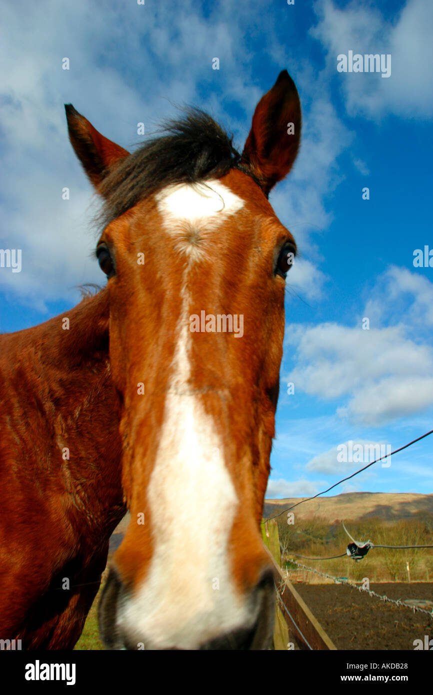 Horse head close up Stock Photo - Alamy